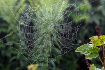 Bionics: steel-strength from spider webs as inspiration for materials ...